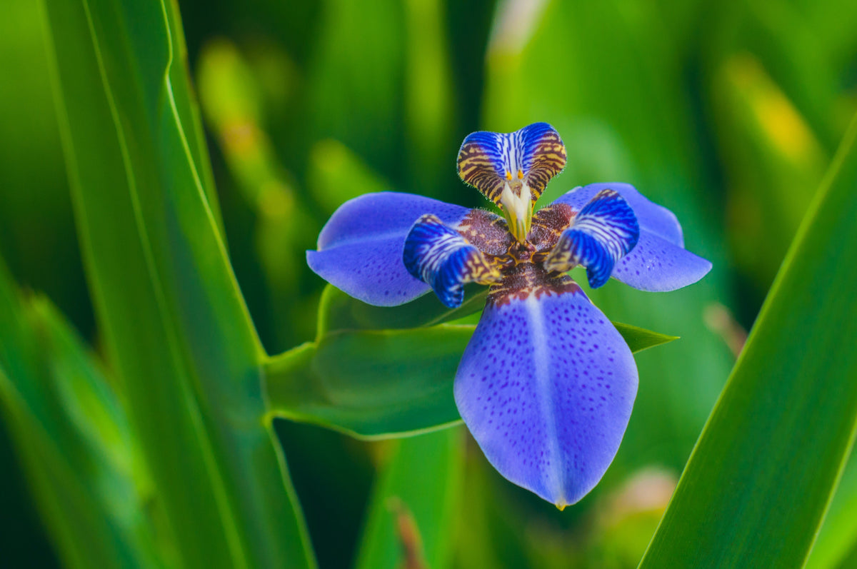 Algeria Flower Delivery Fresh and On Time | abcFlora.com