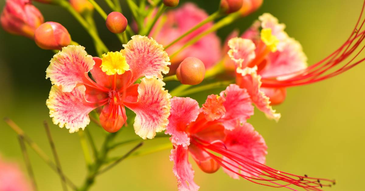 Your Barbados flower delivery in only 5 steps | abcFlora.com